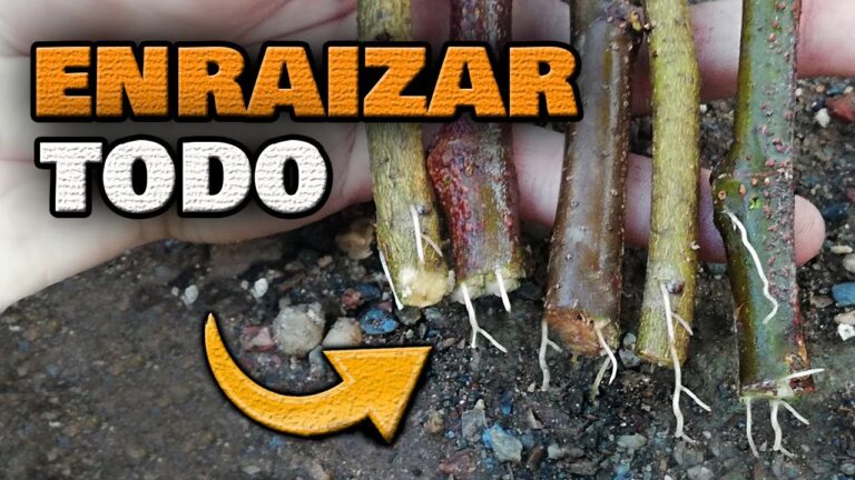 Cómo plantar una rama cortada de árbol - Beatriz Arroyo