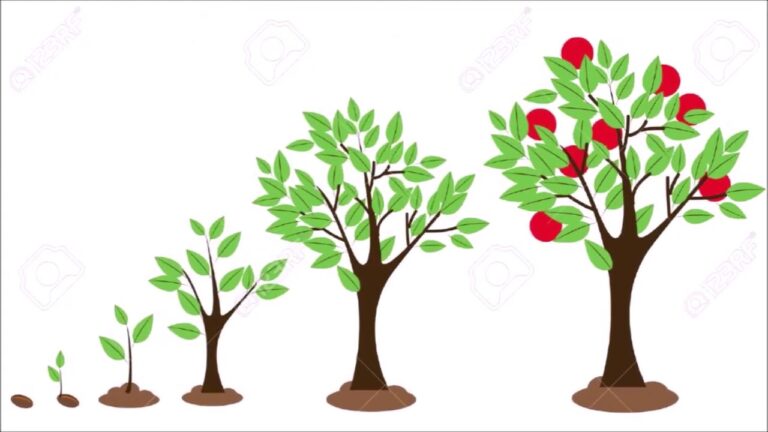 Descubre el ciclo de vida de un árbol - Beatriz Arroyo