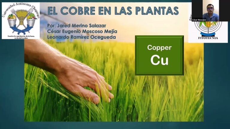 Función del cobre en las plantas: ¡El cobre y su rol vital en el mundo vegetal! - Beatriz Arroyo