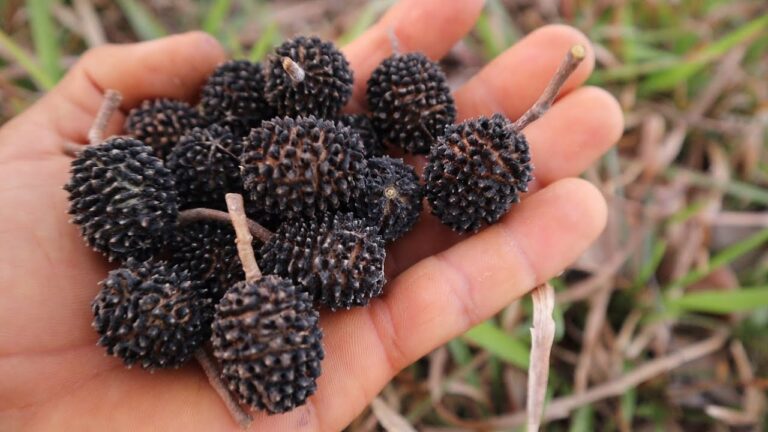 Guásima: beneficios y usos de esta fruta - Beatriz Arroyo