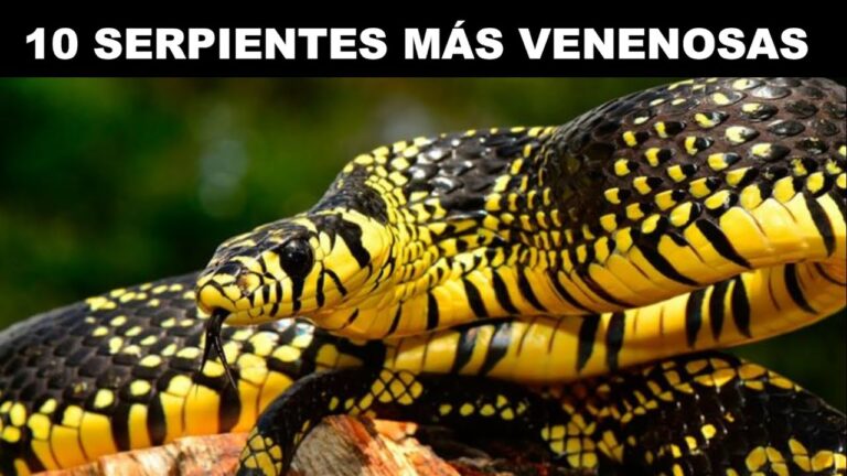 Las 10 serpientes más venenosas del mundo - Beatriz Arroyo