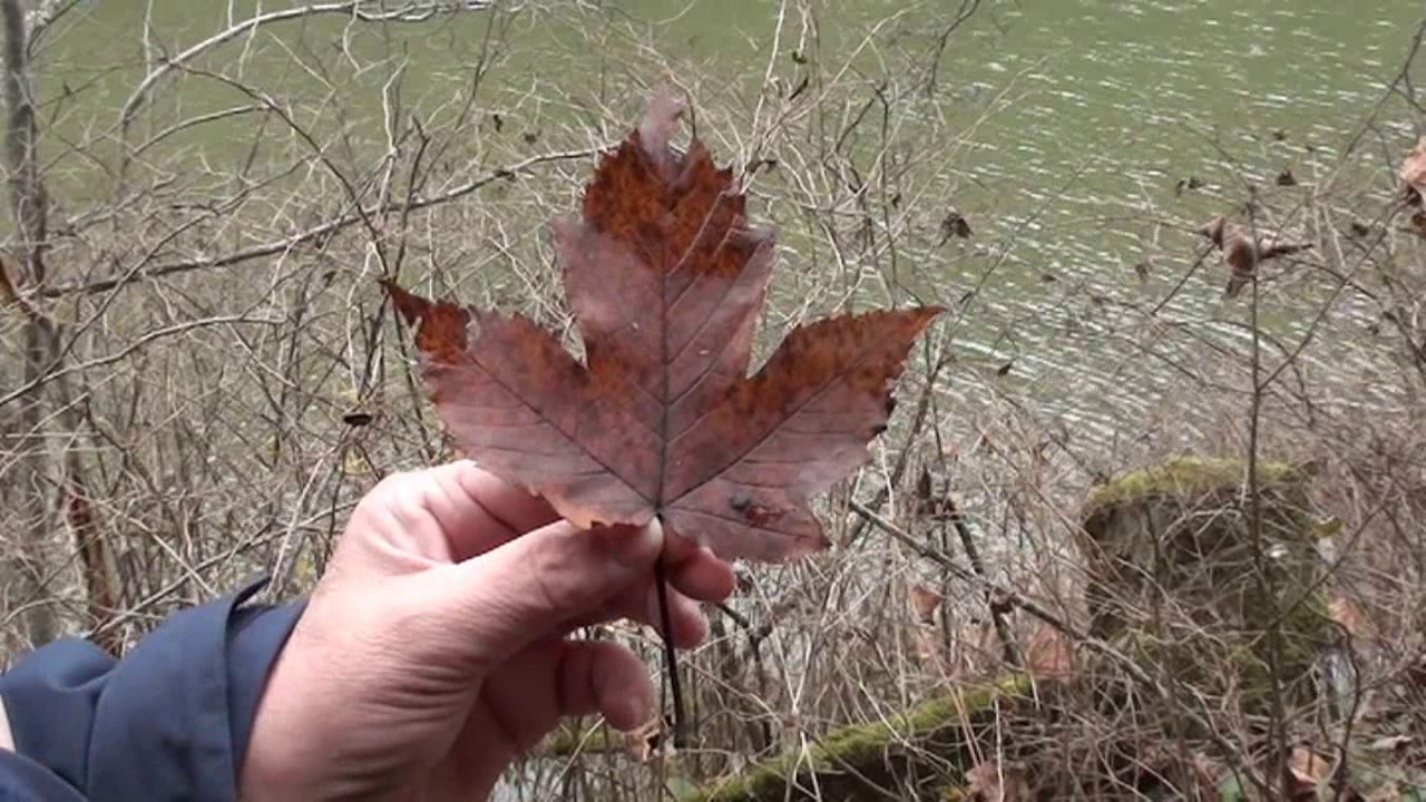 ¿Cómo se llama la hoja de la bandera de Canadá? - Beatriz Arroyo