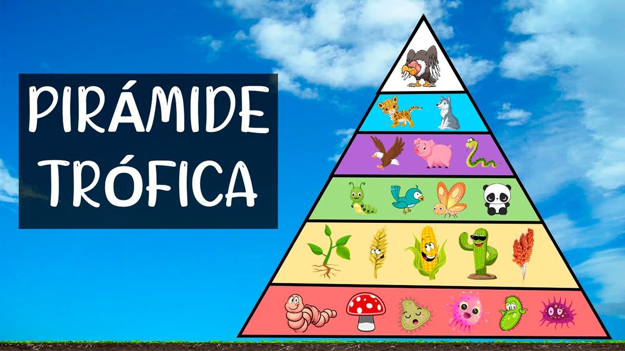 ¿Para qué sirve una pirámide trófica? - Beatriz Arroyo