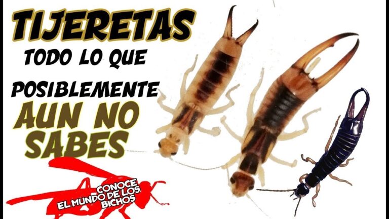 Alimentación de las tijerillas: todo lo que necesitas saber - Beatriz ...