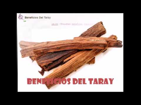 Beneficios del palo de taray: ¡Descúbrelos! - Beatriz Arroyo