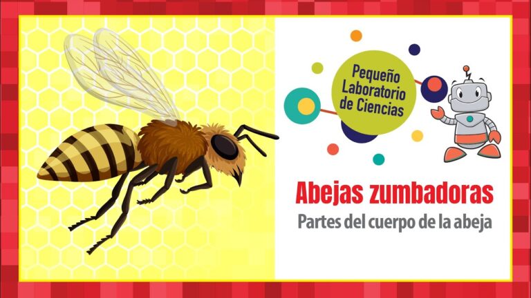 Conoce las partes del cuerpo de una abeja - Beatriz Arroyo