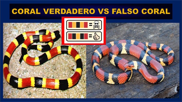 Coralillo vs. falso coralillo: diferencias clave - Beatriz Arroyo