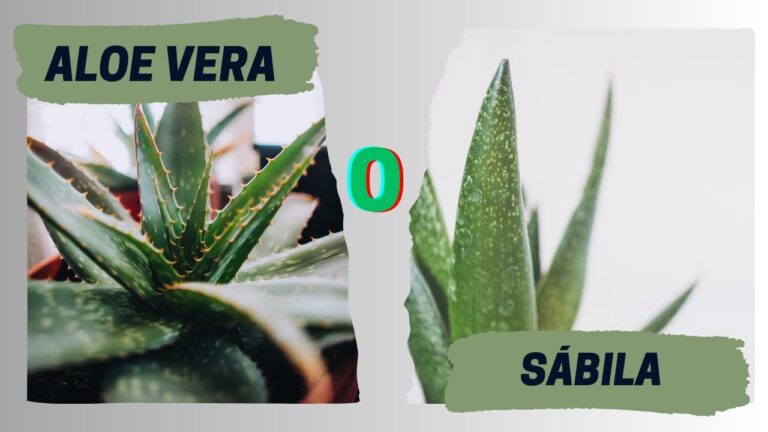 Diferencias entre sábila macho y hembra - Beatriz Arroyo