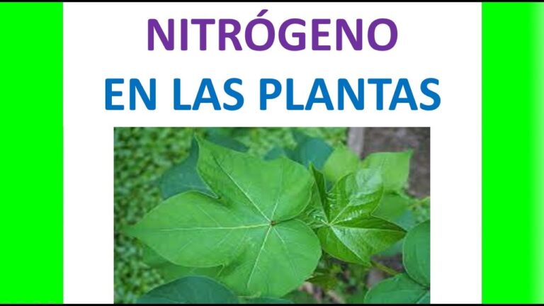 Función del nitrógeno en las plantas ¡Descúbrela! - Beatriz Arroyo