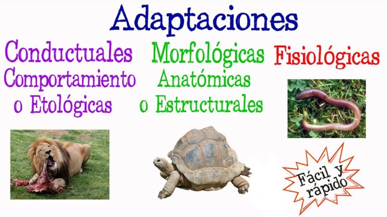 Adaptación vs. evolución: diferencias clave - Beatriz Arroyo