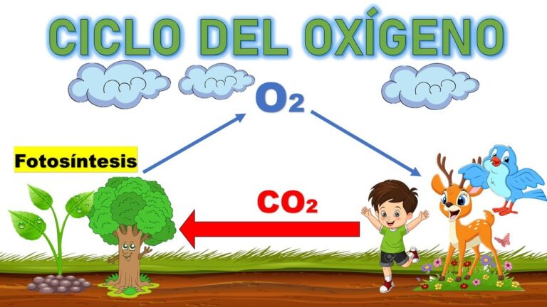 Ciclo del oxígeno: explicación completa - Beatriz Arroyo
