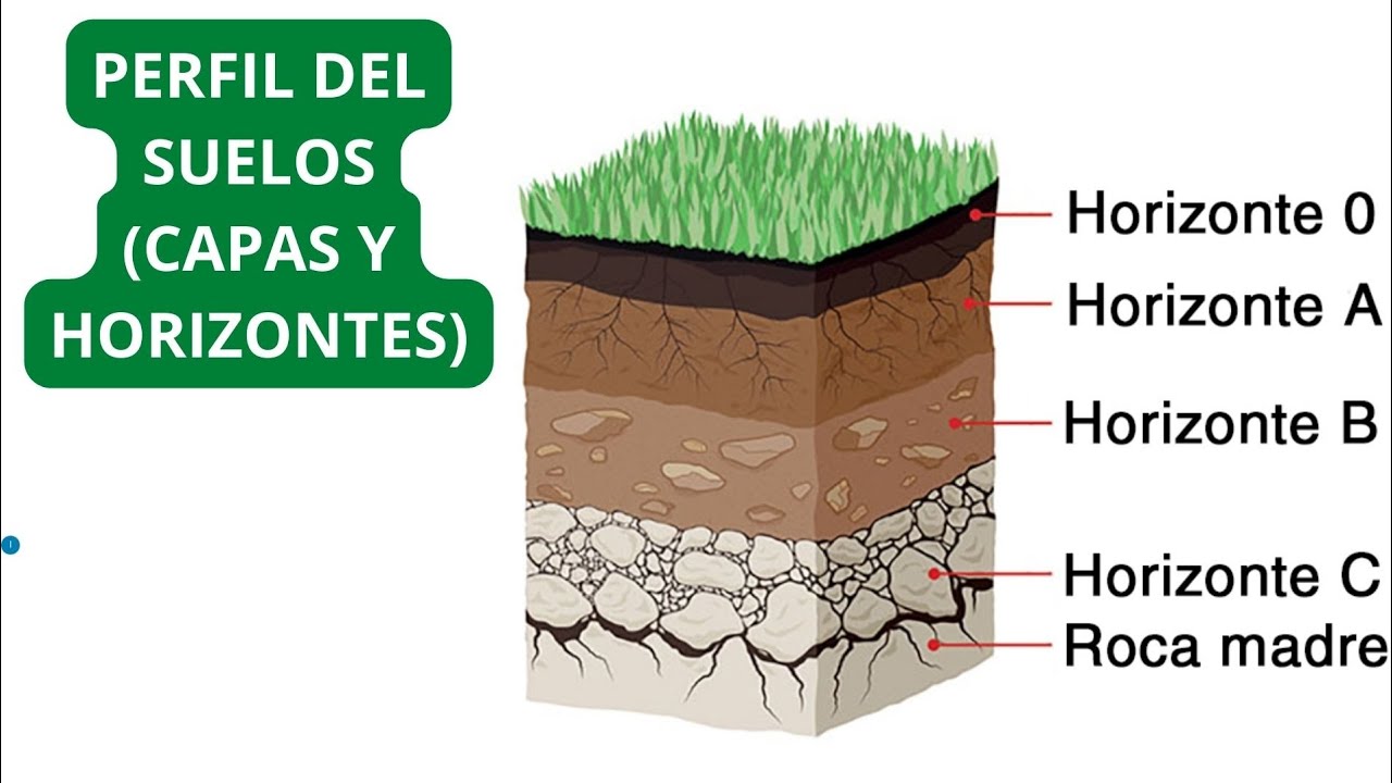Clasificación de horizontes del suelo: ¿Los conoces? - Beatriz Arroyo