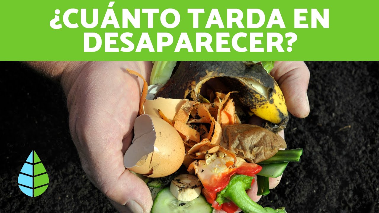 Degradación del cartón: ¿cuánto tiempo le toma descomponerse? - Beatriz ...