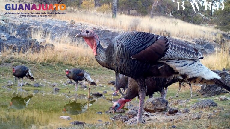 Flora y fauna en León Guanajuato - Beatriz Arroyo