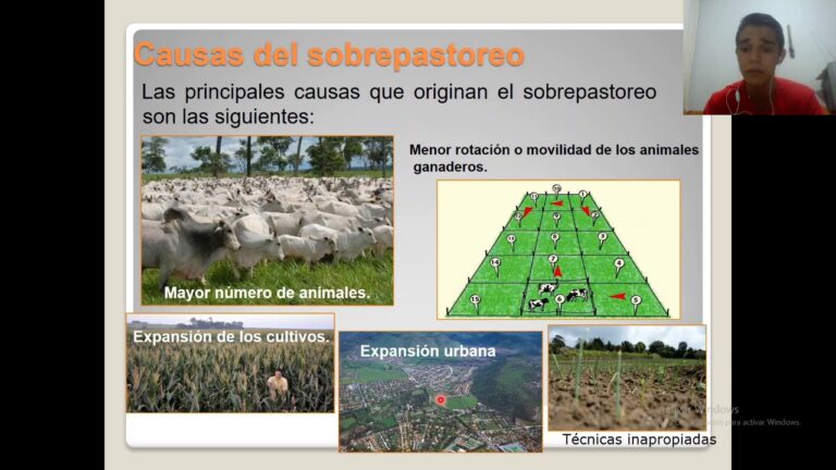 Impacto del sobrepastoreo en el suelo - Beatriz Arroyo