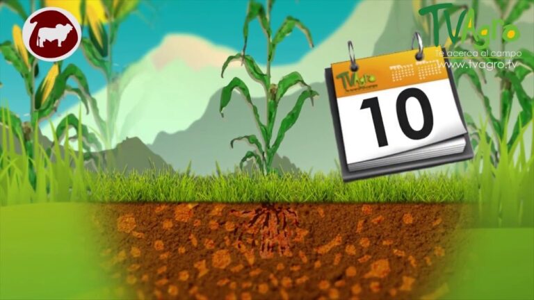 Partes de la planta de maíz - Beatriz Arroyo