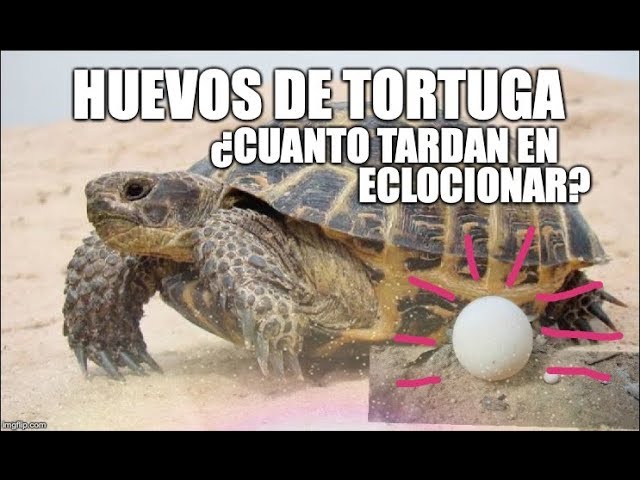 Reproducción de tortugas terrestres: ¡descúbrelo! - Beatriz Arroyo