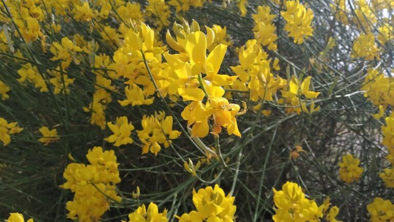 Retama: planta medicinal con múltiples beneficios - Beatriz Arroyo