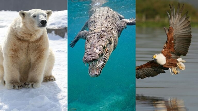 Láminas de animales acuáticos y terrestres - Beatriz Arroyo