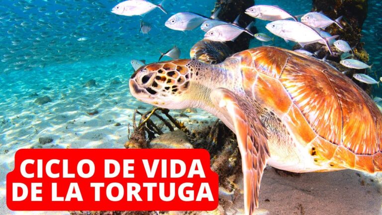 Ciclo de Vida de las Tortugas: Todo lo que Debes Saber - Beatriz Arroyo