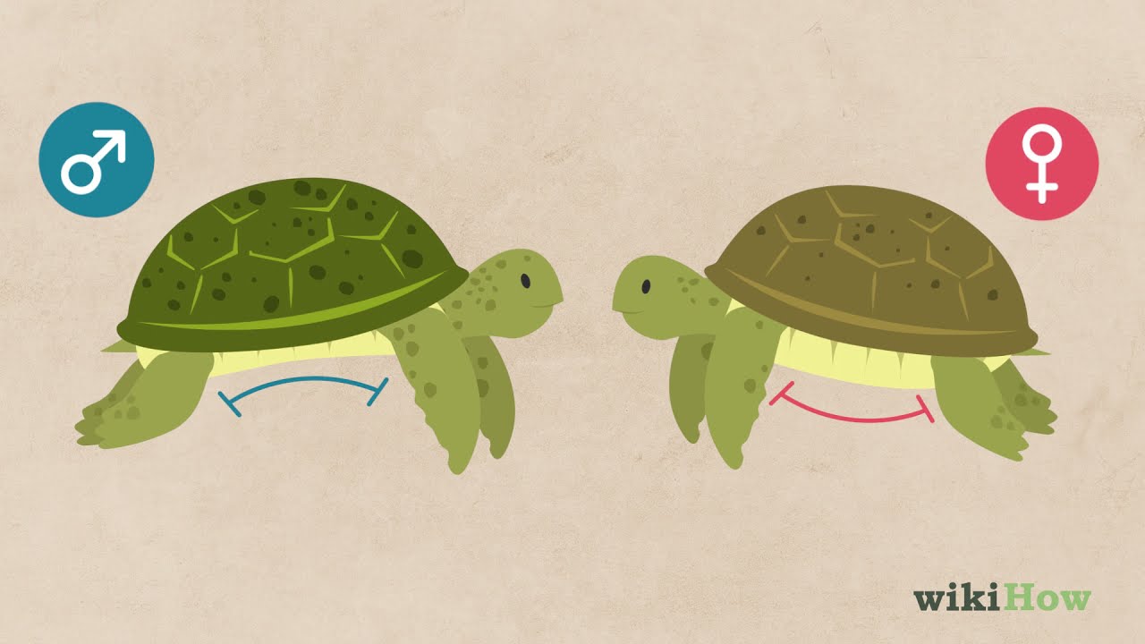 Diferencias entre tortugas macho y hembra: ¡aprende a identificarlas ...