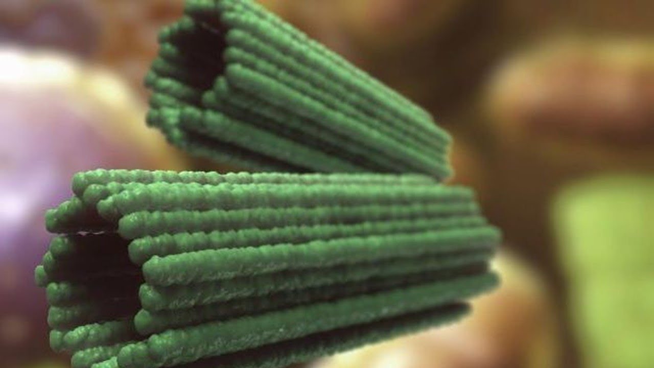 Función del centriolo: ¿Qué hace el centriolo en la célula? - Beatriz ...