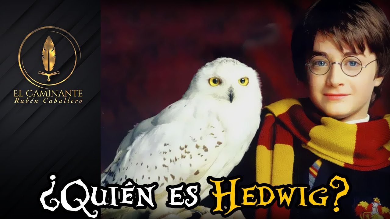 La lechuza de Harry Potter: ¿Cómo se llama? - Beatriz Arroyo
